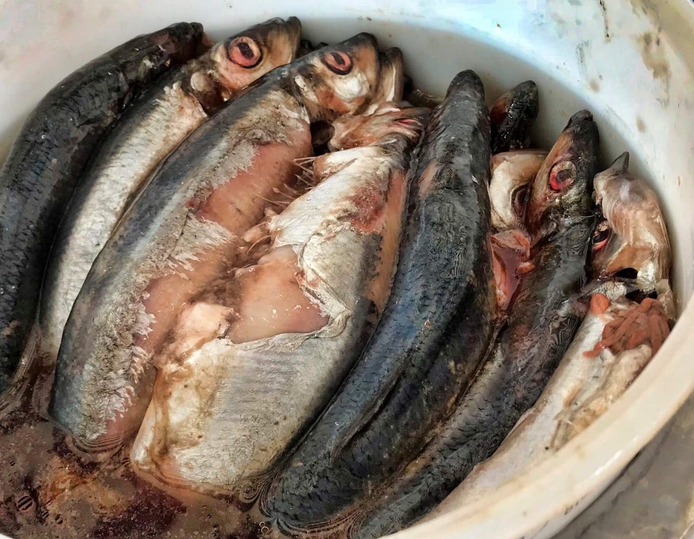 Matjeshering – beliebt in Holland und in Deutschland